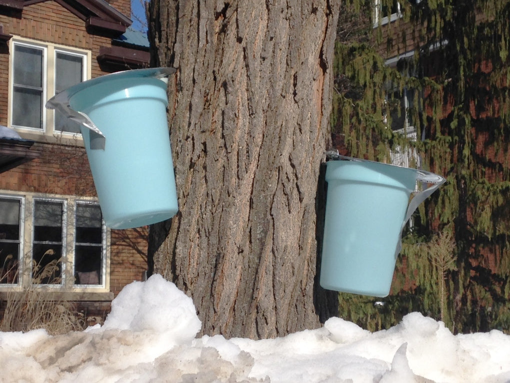 Maple Syrup Collection – Settlers Supplies